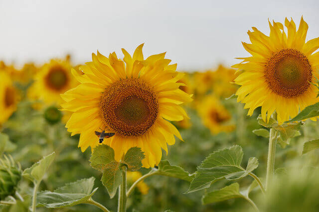 Get to Know 20 Flowers for Spring, Summer, Autumn, Winter – Dawn Q ...